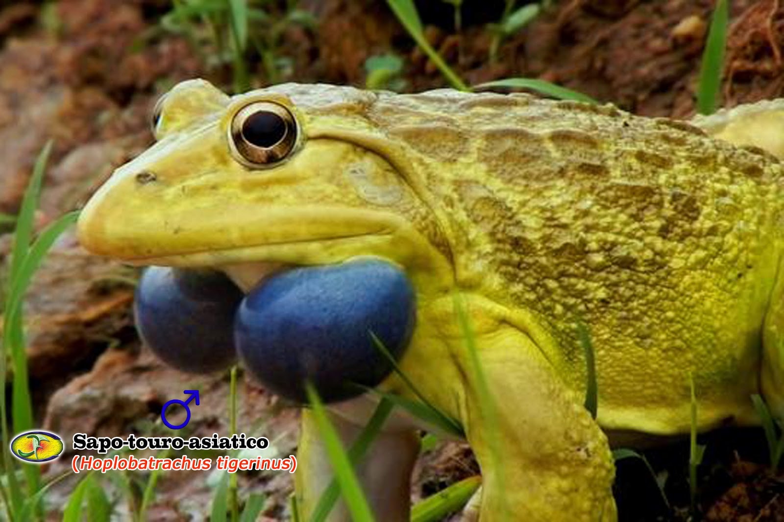 Zoologia: Sapo-touro-asiático (Hoplobatrachus tigerinus)
